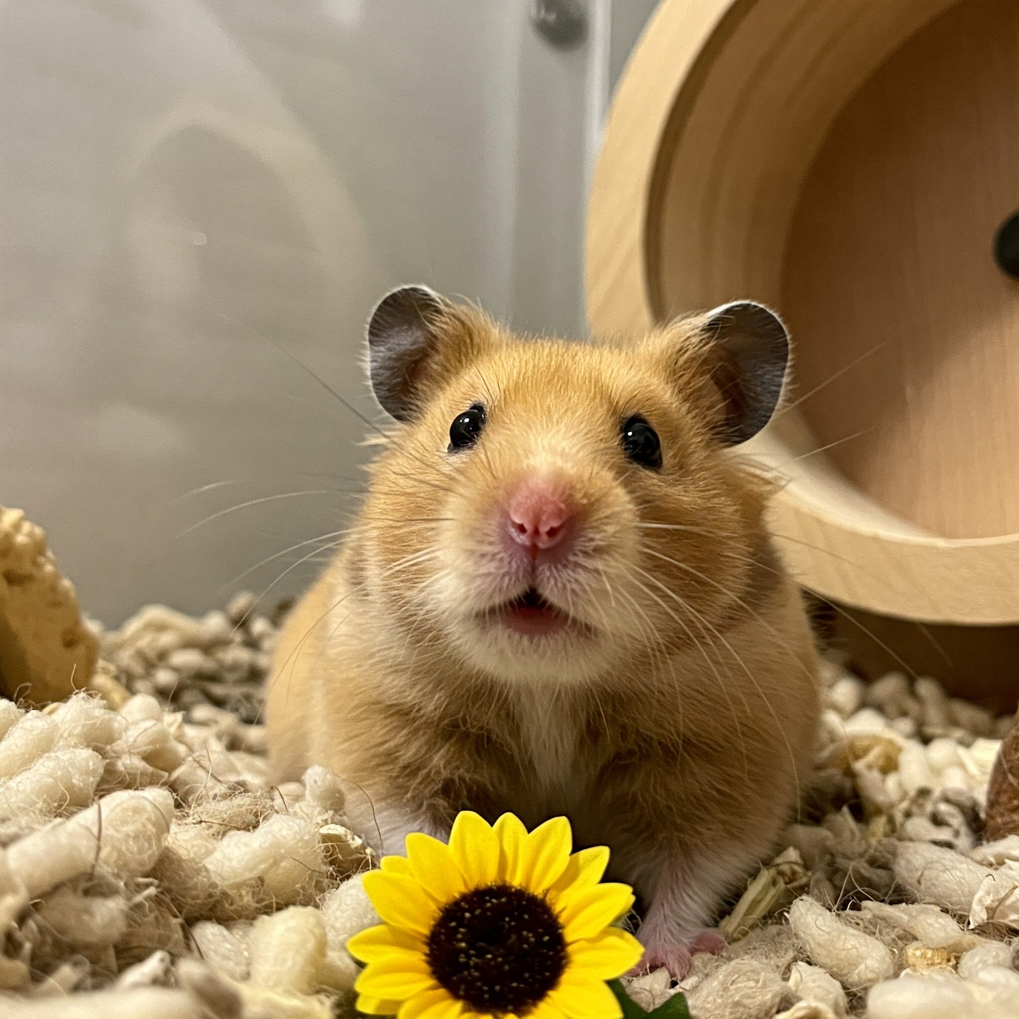 【決定版】ハムスター専門店 東京の人気店の選び方 | ハムスターと暮らそう